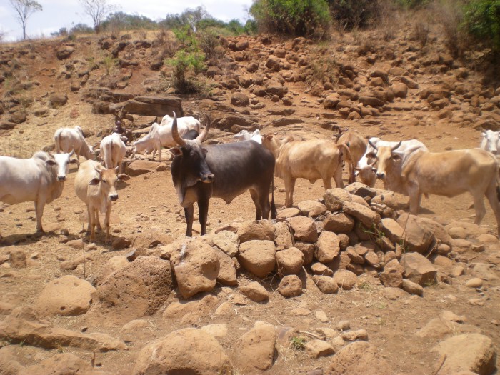 Kenya: Combating Desertification Through Afforestation - The Global Herald