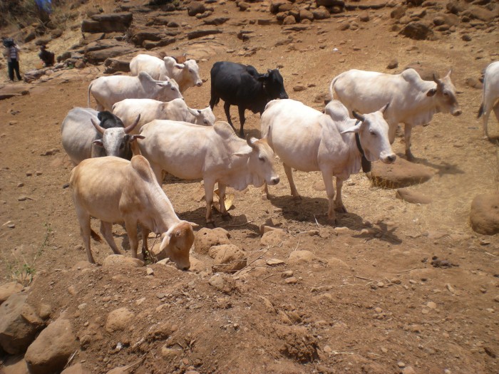 Kenya: Desertification Presents Challenge to Millenium Development ...
