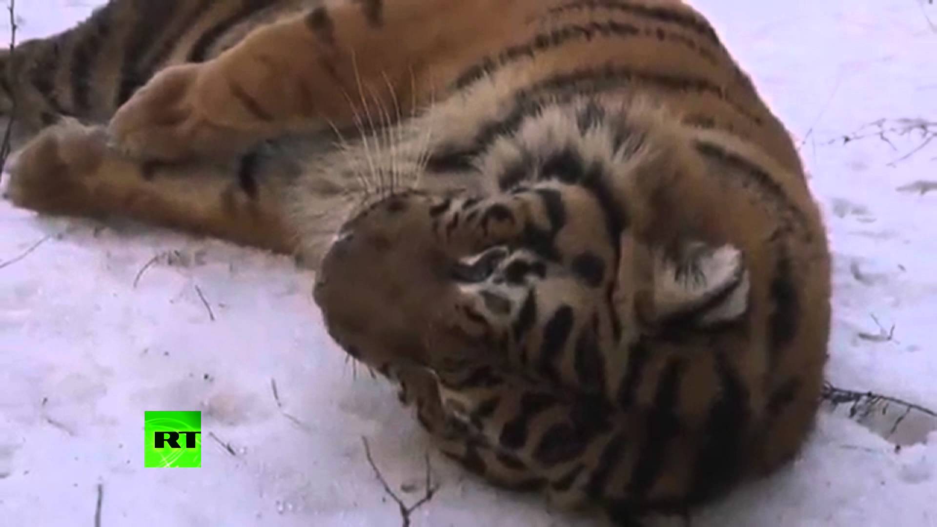 Tiger Escape! Decides to take a stroll in Russian park - The Global Herald