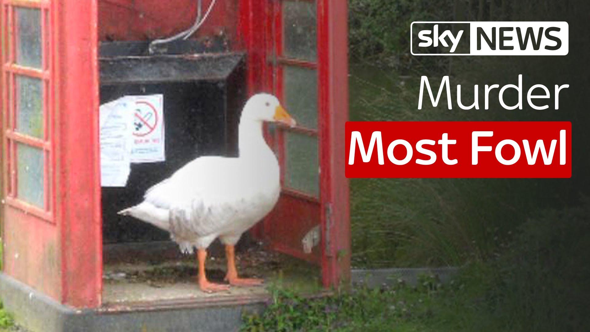 Murder Most Fowl - The Global Herald