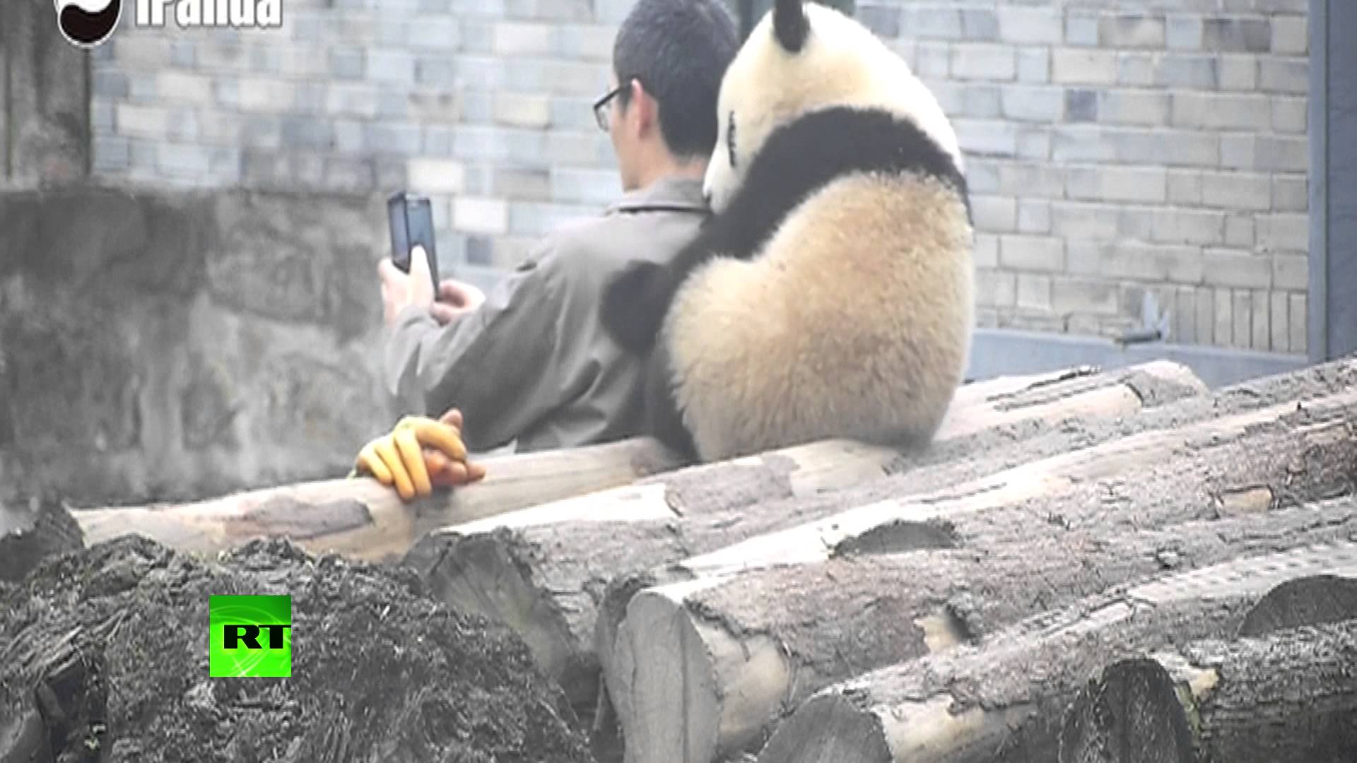 Rare video (on RT): Panda taking selfie with a man in China - The ...