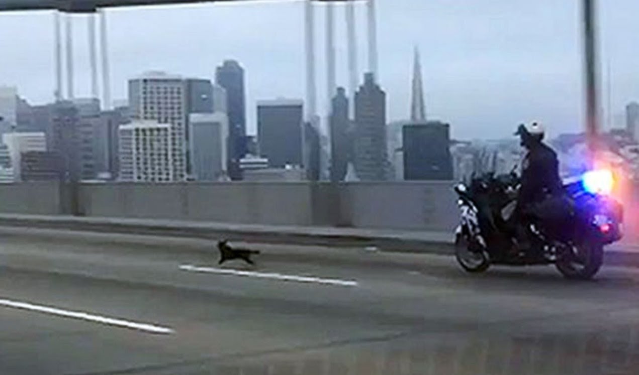 Cops Chase Chihuahua Across Bay Bridge - The Global Herald