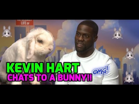 The Secret Life of Pets: Real bunny rabbit interviews Kevin Hart! - The ...