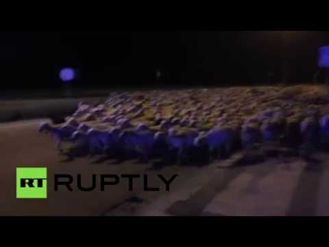 ‘Sheep run’: Hundreds of sheep flee farmer, invade local city in Spain ...