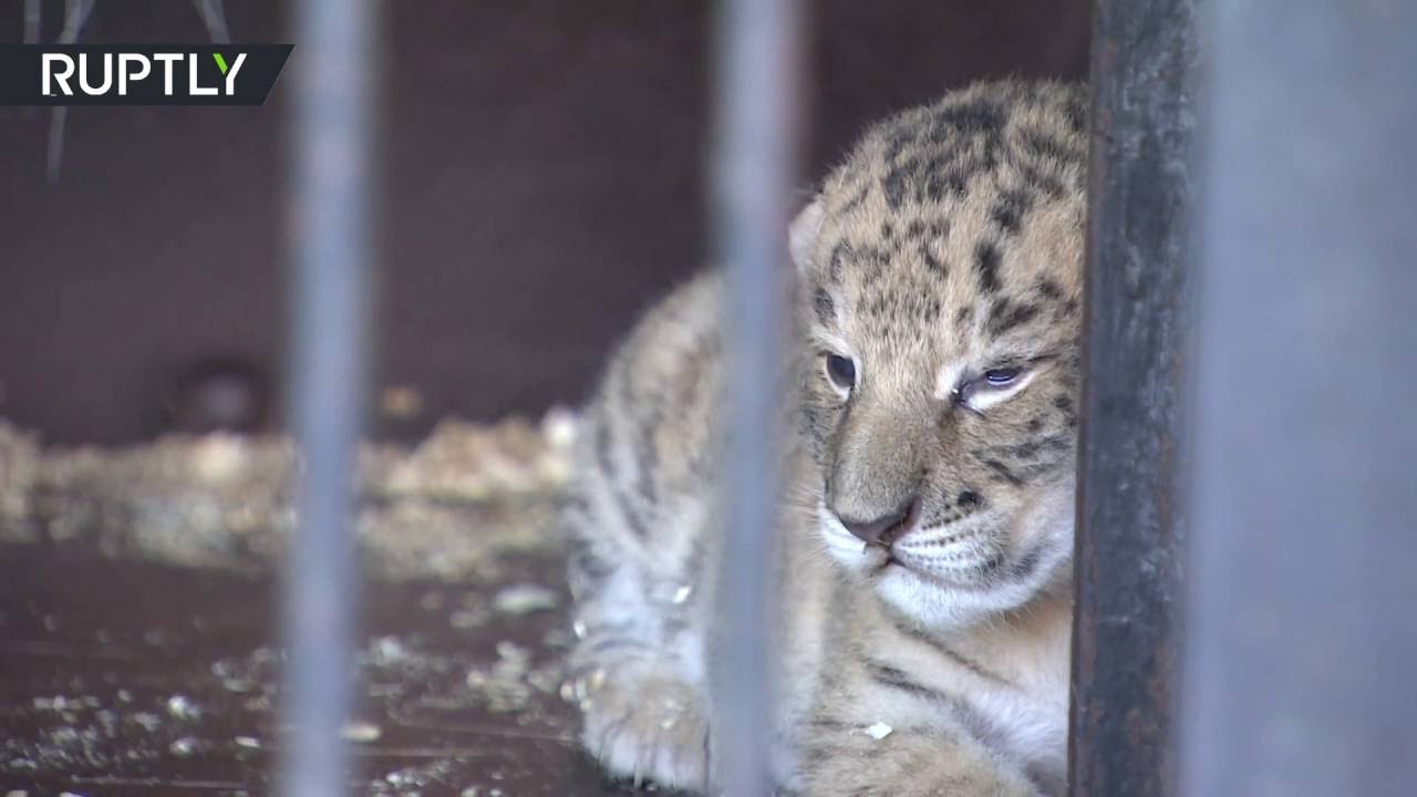 Beautiful Tigon is born - First lioness and tiger cub in Russia - The ...
