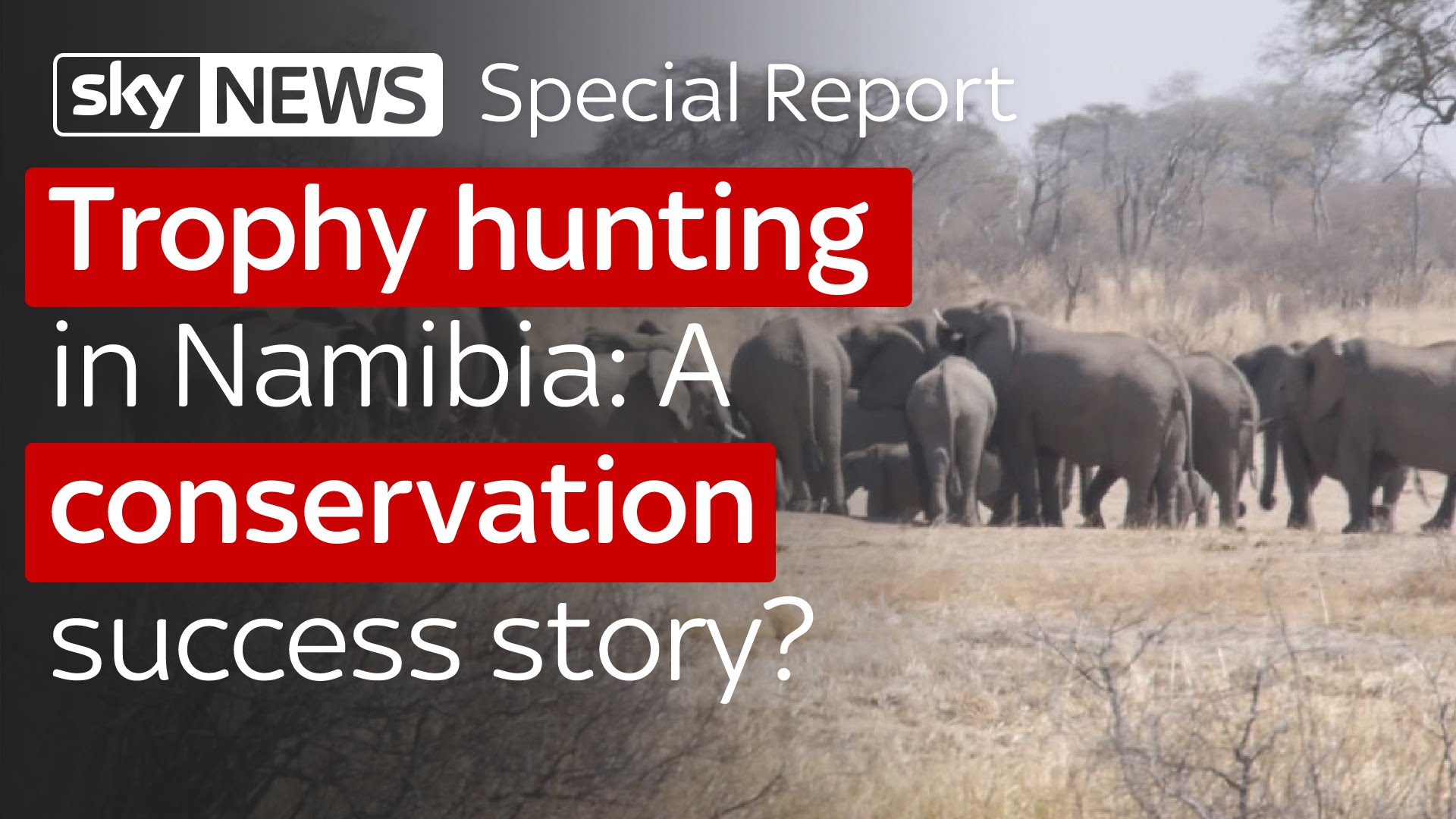 Trophy hunting in Namibia: A conservation success story? - The Global ...