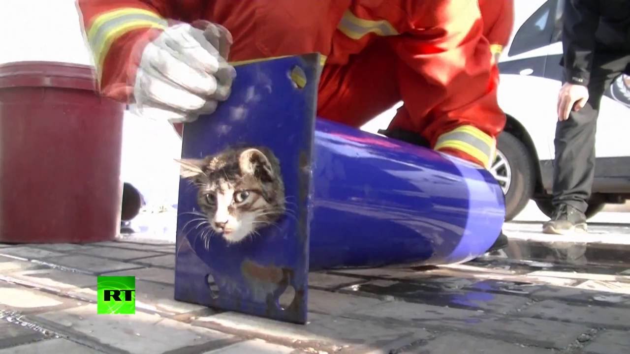 From rescued kids to rescued cats: Chinese firefighters save kitten ...