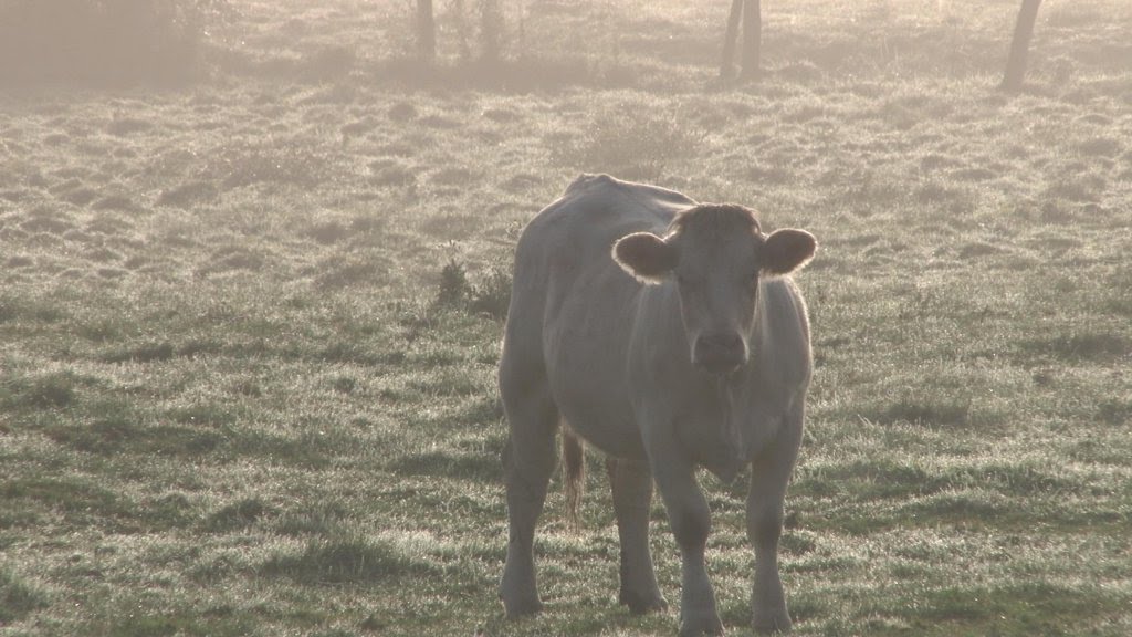 Humane slaughterhouses have a beef with industrial meat production ...