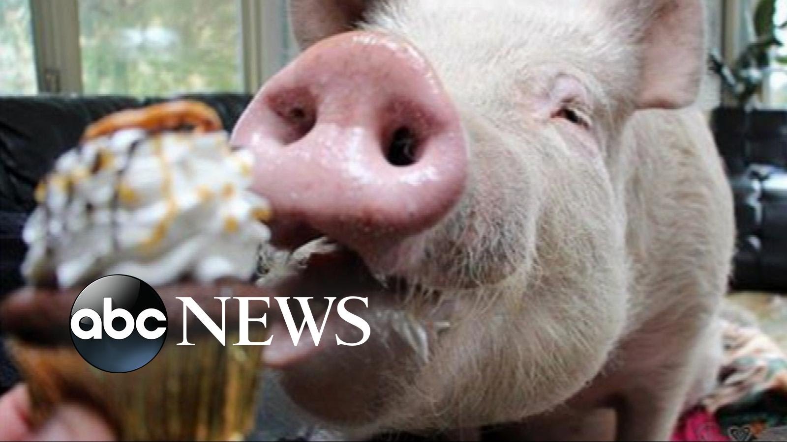 Family's Life with 650-Pound 'Wonder Pig' Turned Insta-Star - The ...