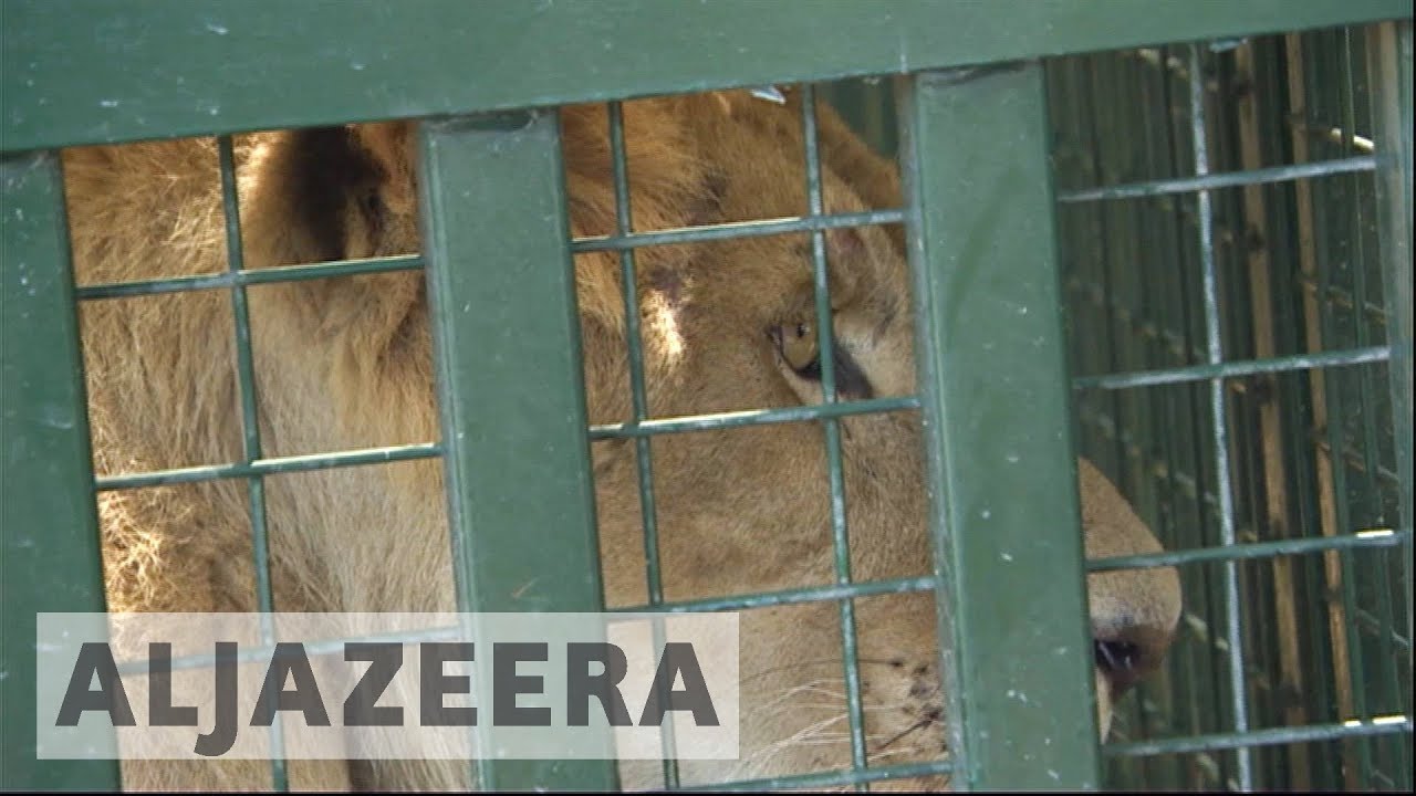 Abandoned zoo animals from Syria’s Aleppo province find refuge in ...