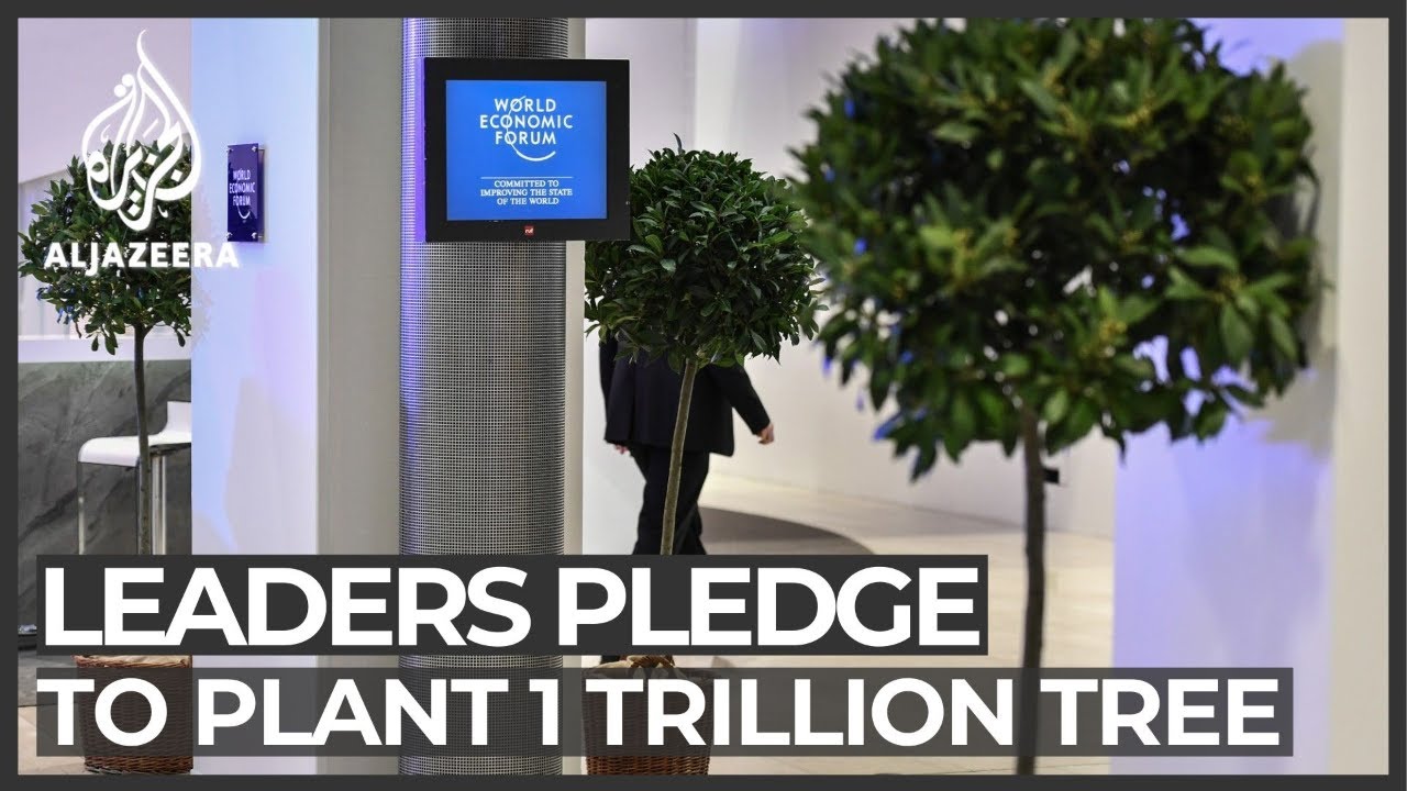 World Economic Forum leaders pledge to plant 1 trillion trees - The ...