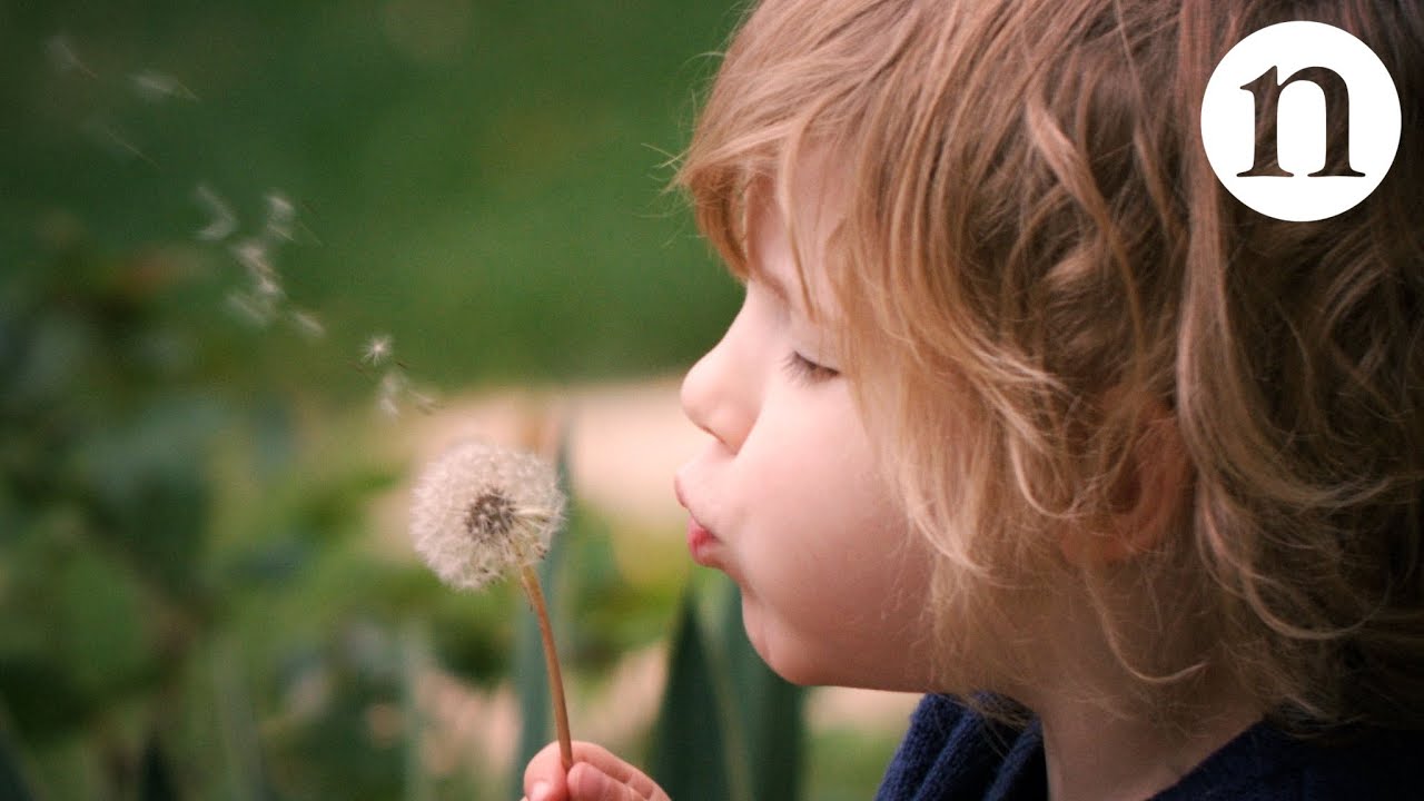 The secret physics of dandelion seeds - The Global Herald
