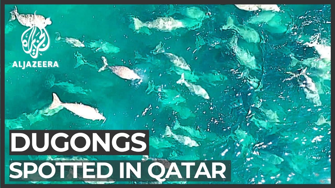 Dugong discovery: Large population found off Qatar - The Global Herald