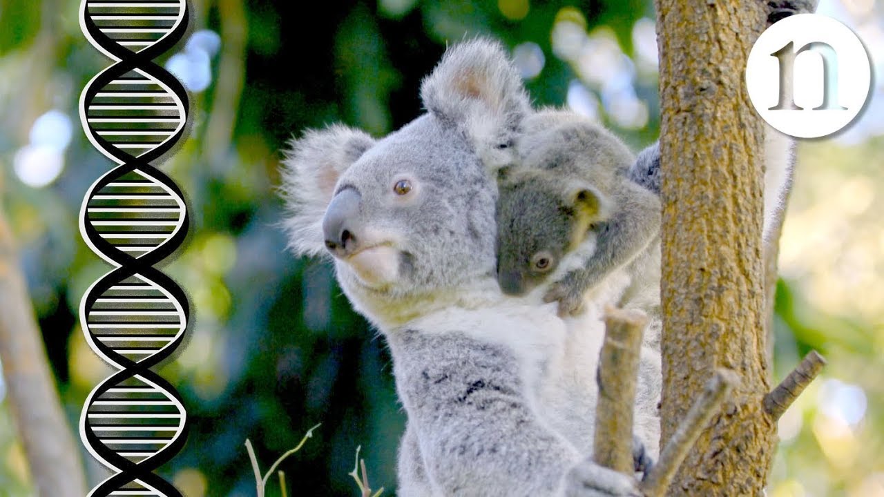The koala code: Secrets of the koala genome - The Global Herald