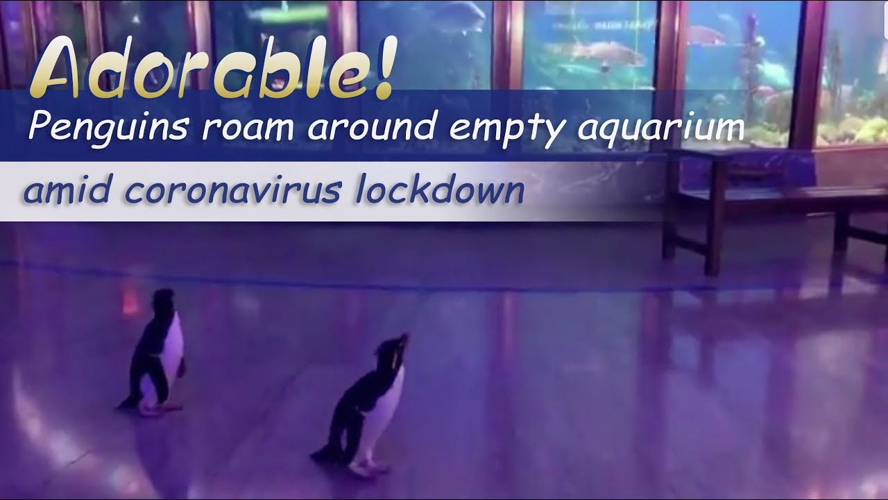 Adorable! Penguins roam around empty aquarium amid coronavirus lockdown ...
