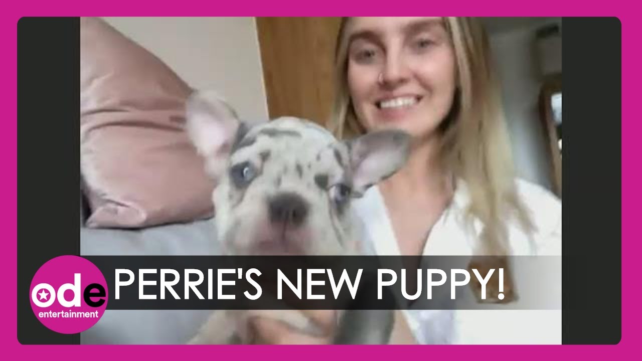 Little Mix's Perrie Edwards introduces us to new puppy Travis! - The ...