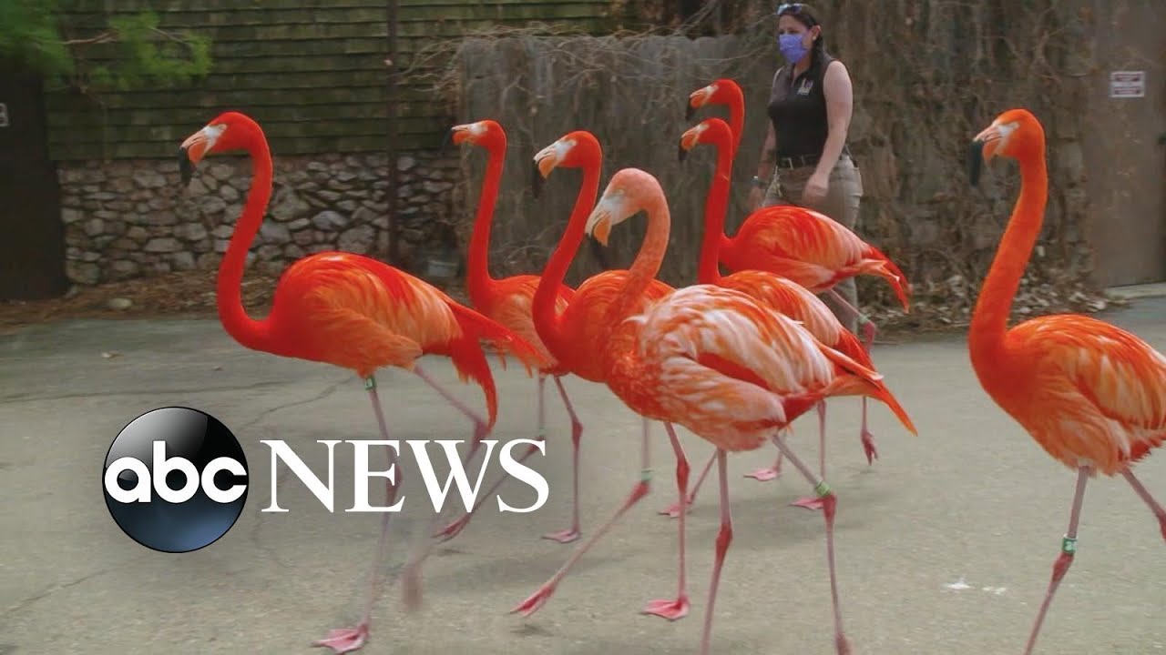 Denver Zoo’s 'new normal' - The Global Herald