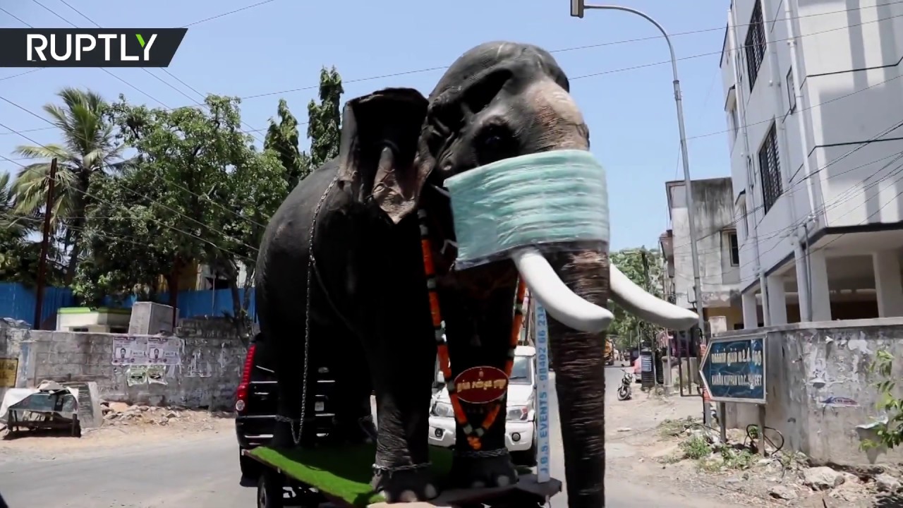Corona-elephant | Indian police have no shortage of ideas to raise ...