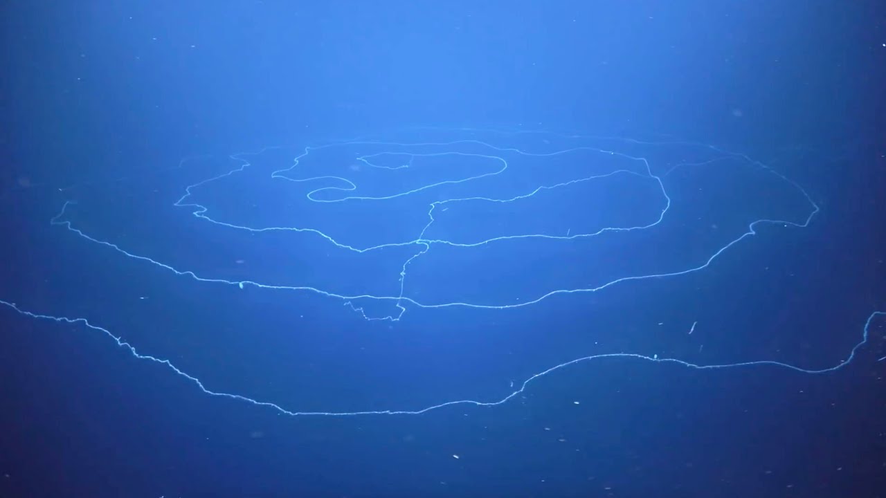Stunning! 47m-long siphonophore discovered off Australian coast - The ...
