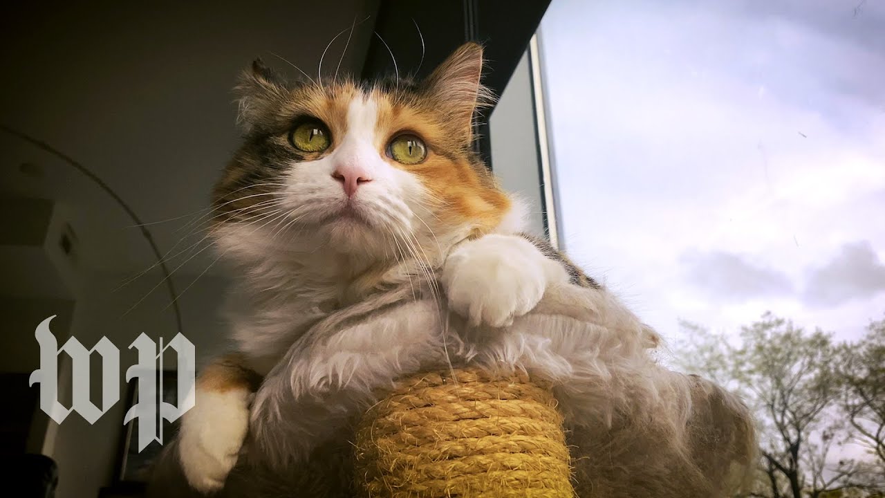 A house cat’s guide to staying sane indoors - The Global Herald