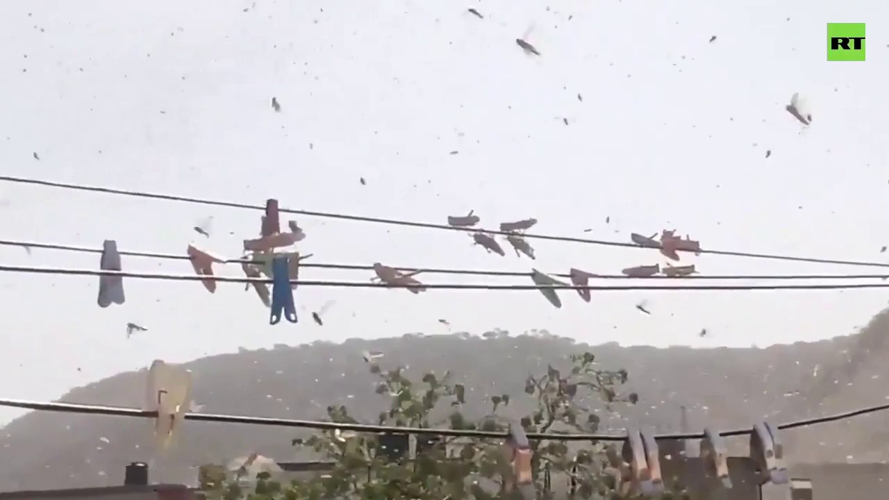 Giant swarms of locusts flood the sky over India's Jaipur - The Global ...