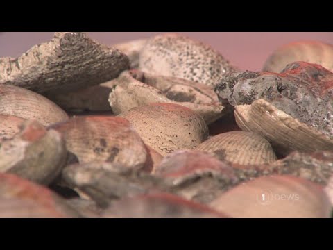 Auckland wastewater tunnel workers dig up rare discovery: shells dating ...