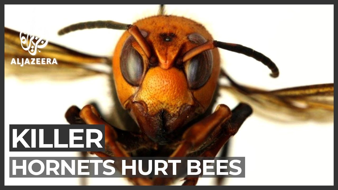 Giant Asian killer hornets spotted in northwest United States - The ...