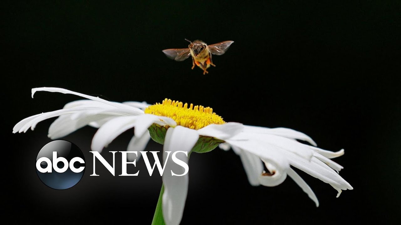 A bee hovers, children play, fireworks explode: World in Photos, June ...