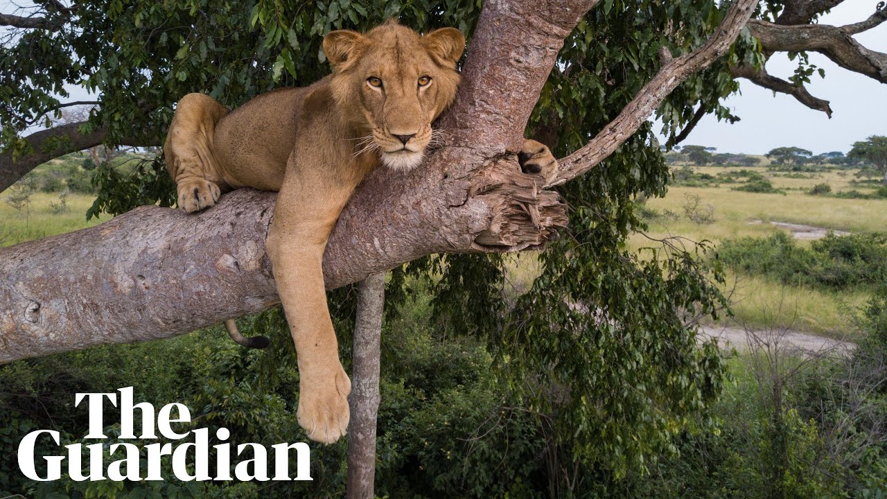 Researchers capture drone footage of African 'tree lions' in ...