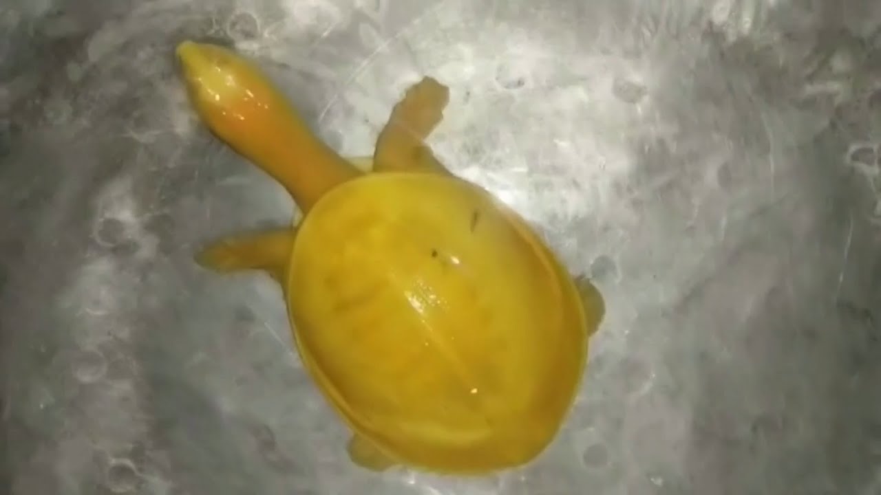 Rare yellow-coloured turtle was captured in southeastern India - The ...