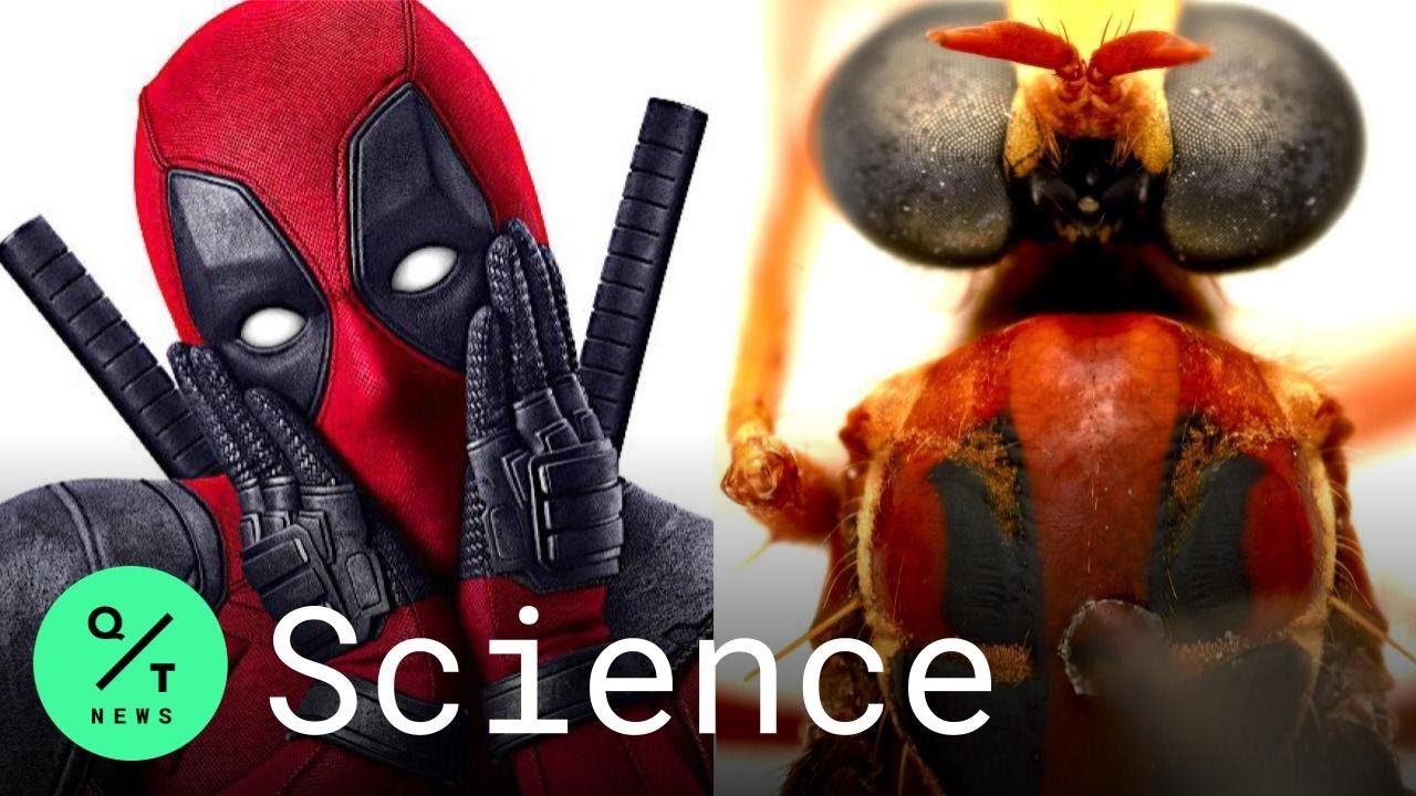 Australian Scientists Name Newly Discovered Insects After Marvel ...