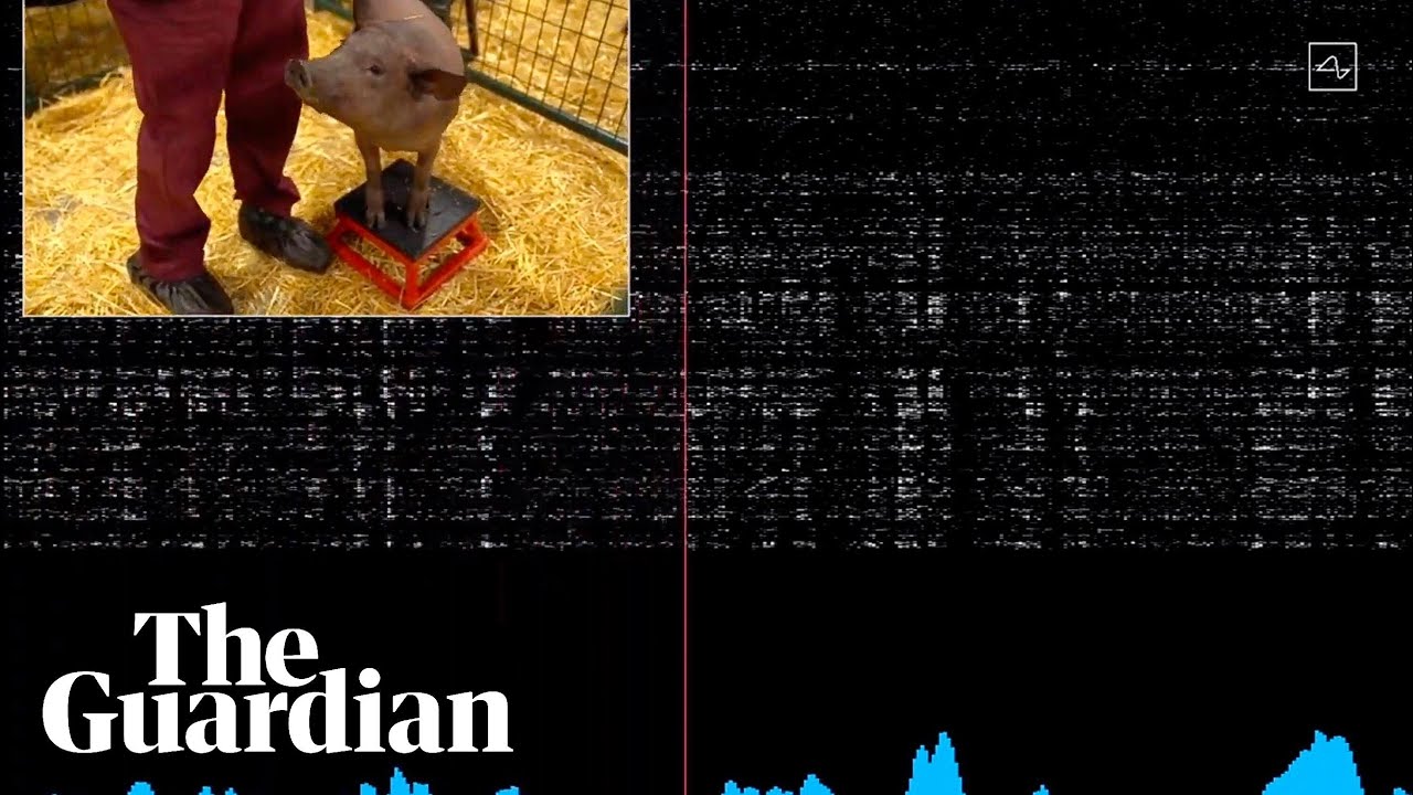 Elon Musk reveals pig with Neuralink computer chip implanted in brain ...