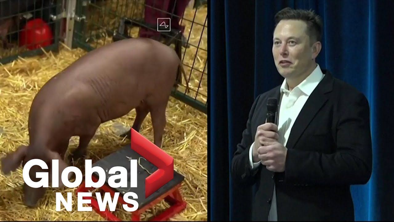Elon Musk's Neuralink venture unveils pig with computer chip in brain ...