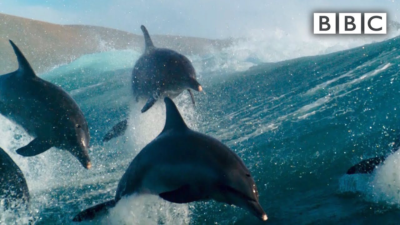Glorious Dolphins surf the waves just for fun | Planet Earth: A ...