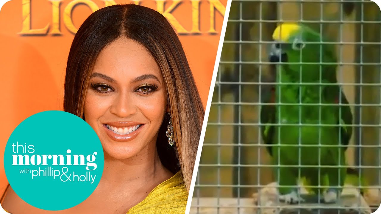 Meet the Parrot That Can Belt Out Beyonce | This Morning - The Global ...