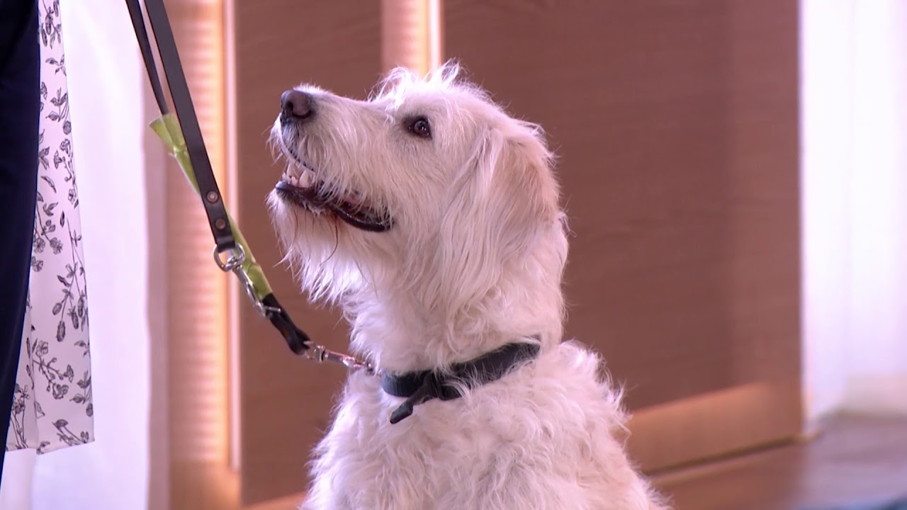 Meet Tiny Tim the Adorable Dwarf yorkshire Terrier | This Morning - The ...