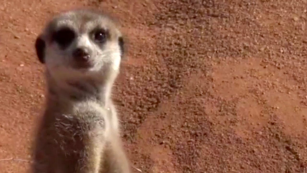 Who's the boss? How is the alpha female meerkat chosen? - The Global Herald