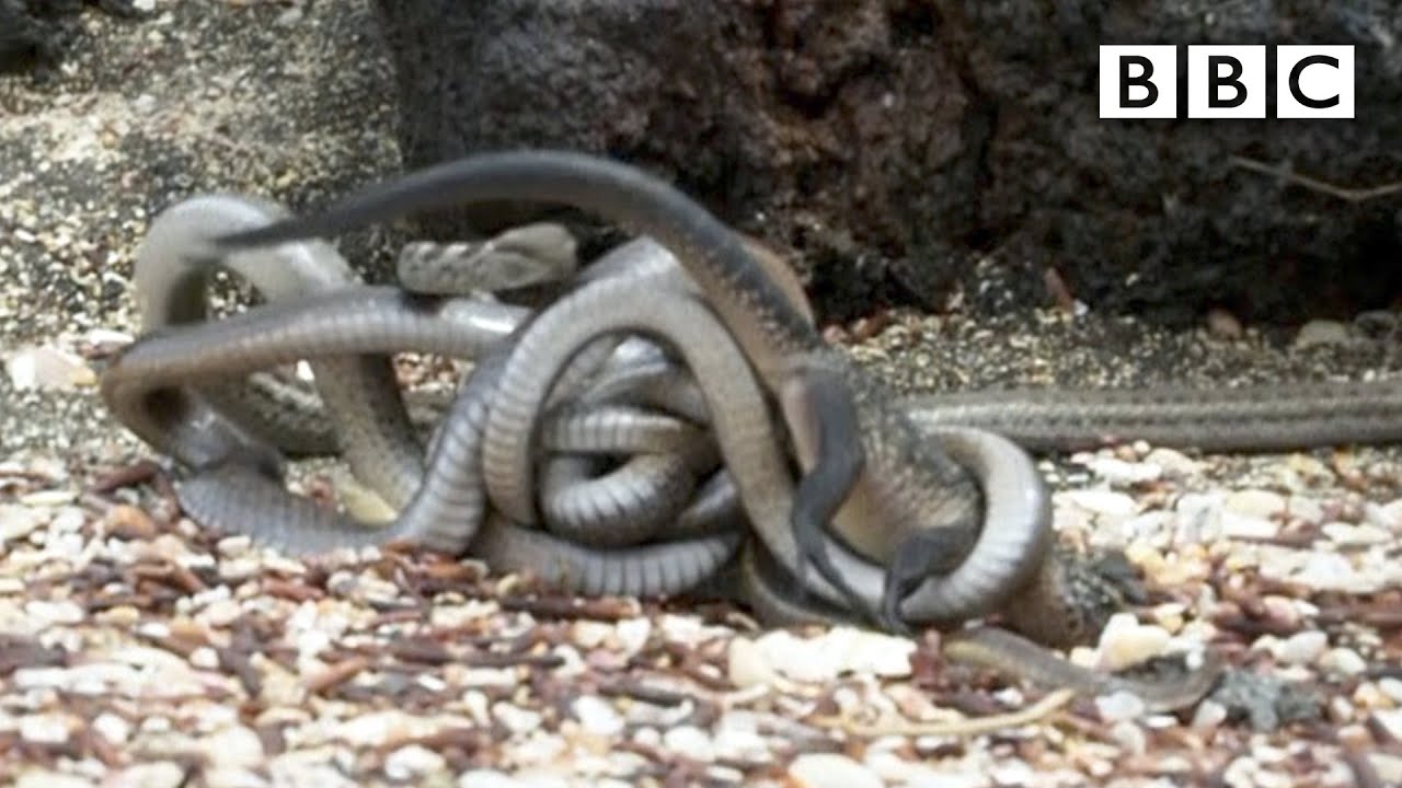 Iguana VS Racer Snakes! | Planet Earth: A Celebration - BBC - The ...