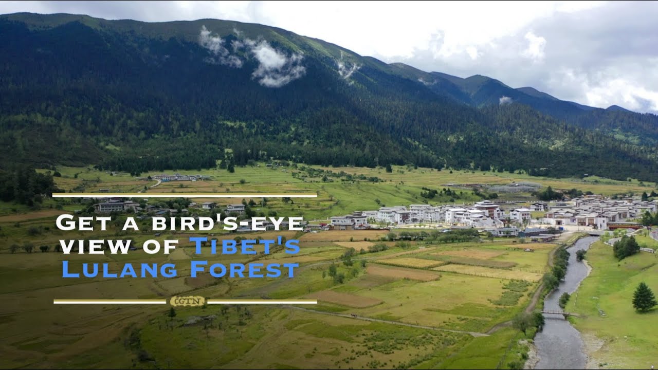 A bird's-eye view of Tibet's Lulang Forest - The Global Herald