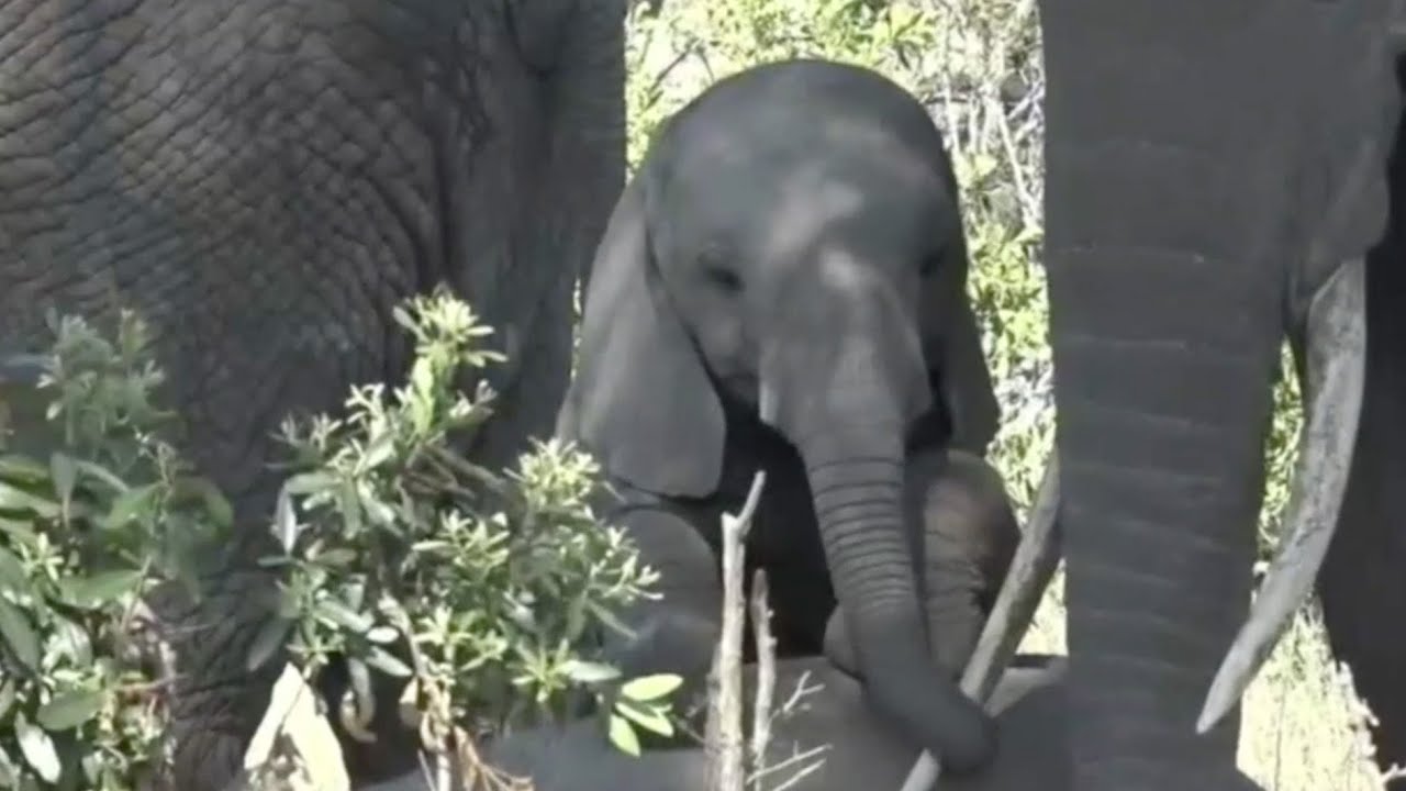 Baby elephant takes a nap - The Global Herald