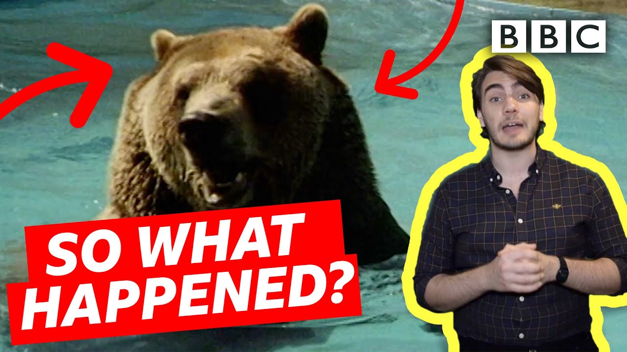 Crazy story of £50 Bear who escaped and became world famous! - BBC ...