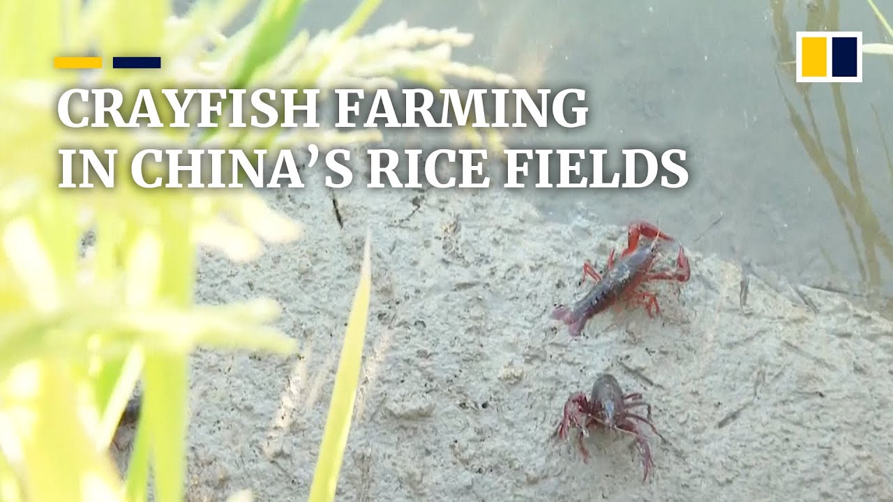 Breeding small crayfish in rice fields proves to be big economic boost ...