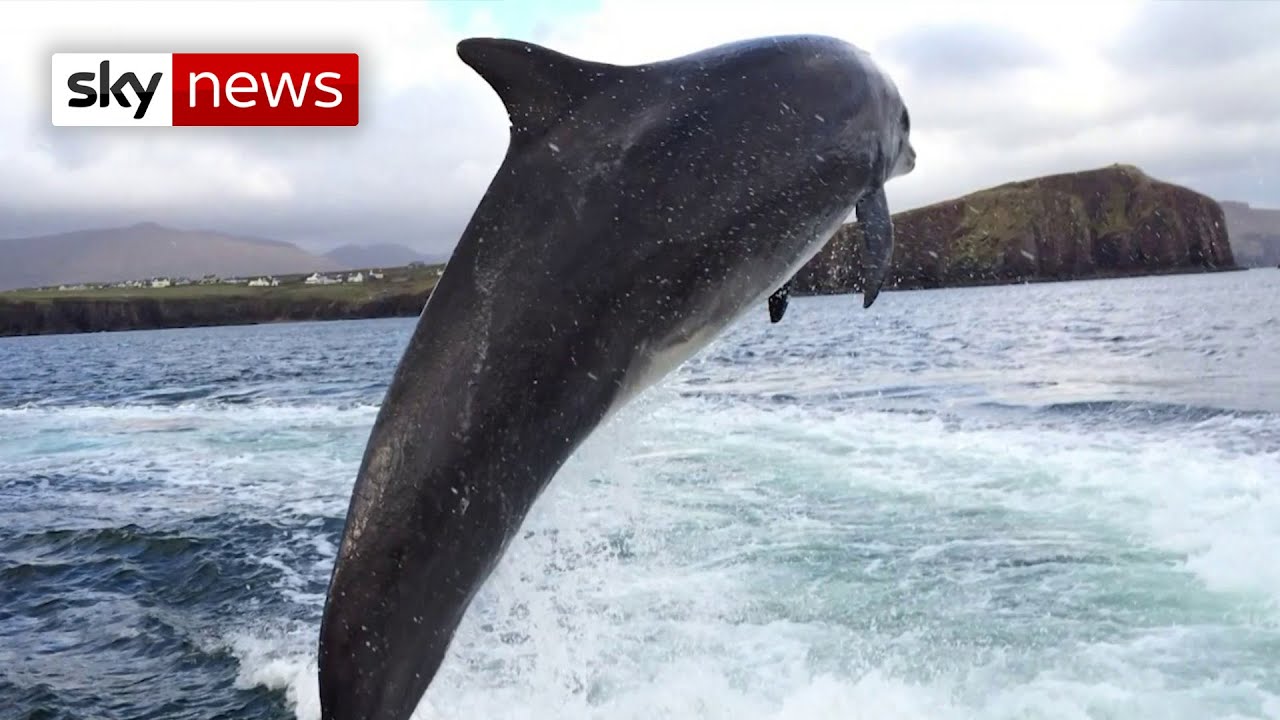 Missing Fungie: Ireland gripped by mysterious disappearance of beloved ...