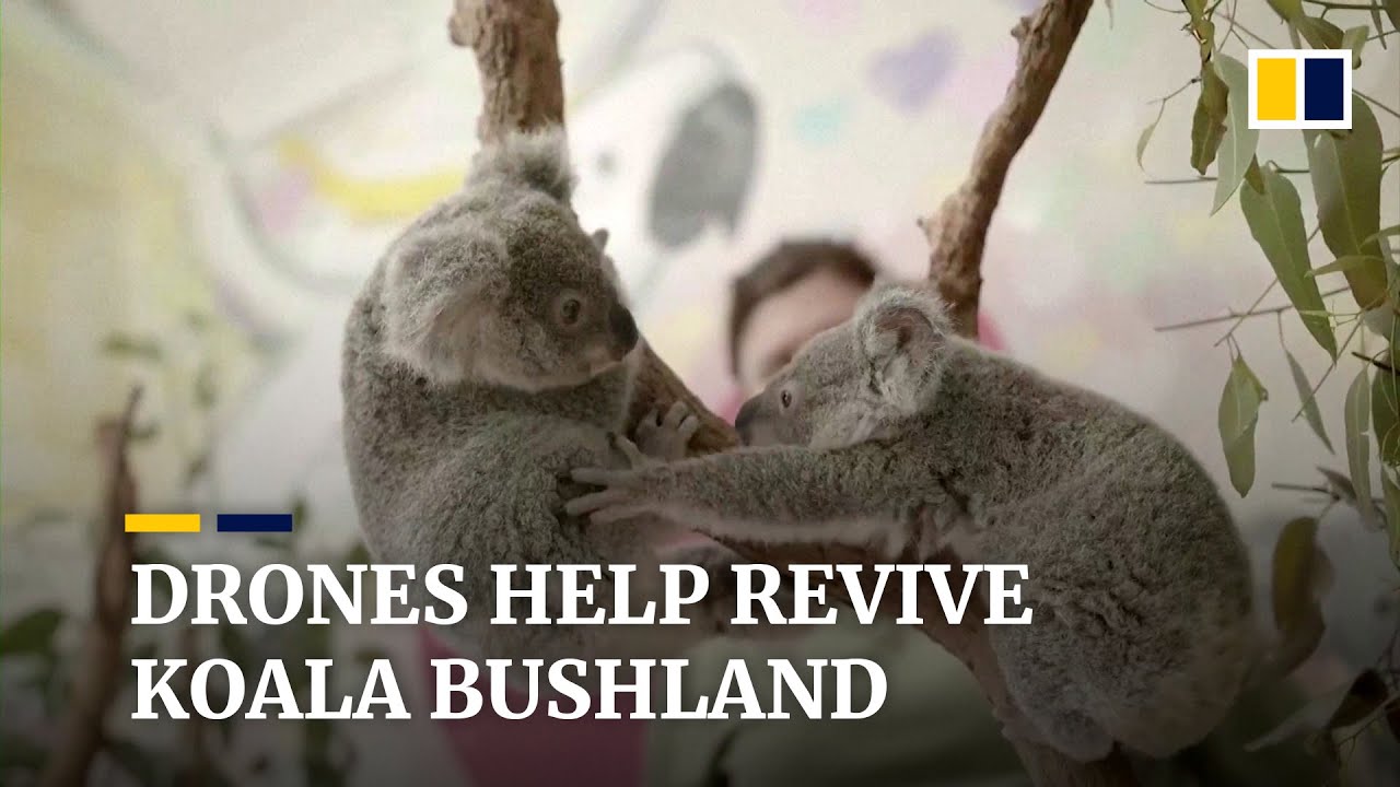 Drones on mission to help save Australia’s koalas by spreading seeds to ...