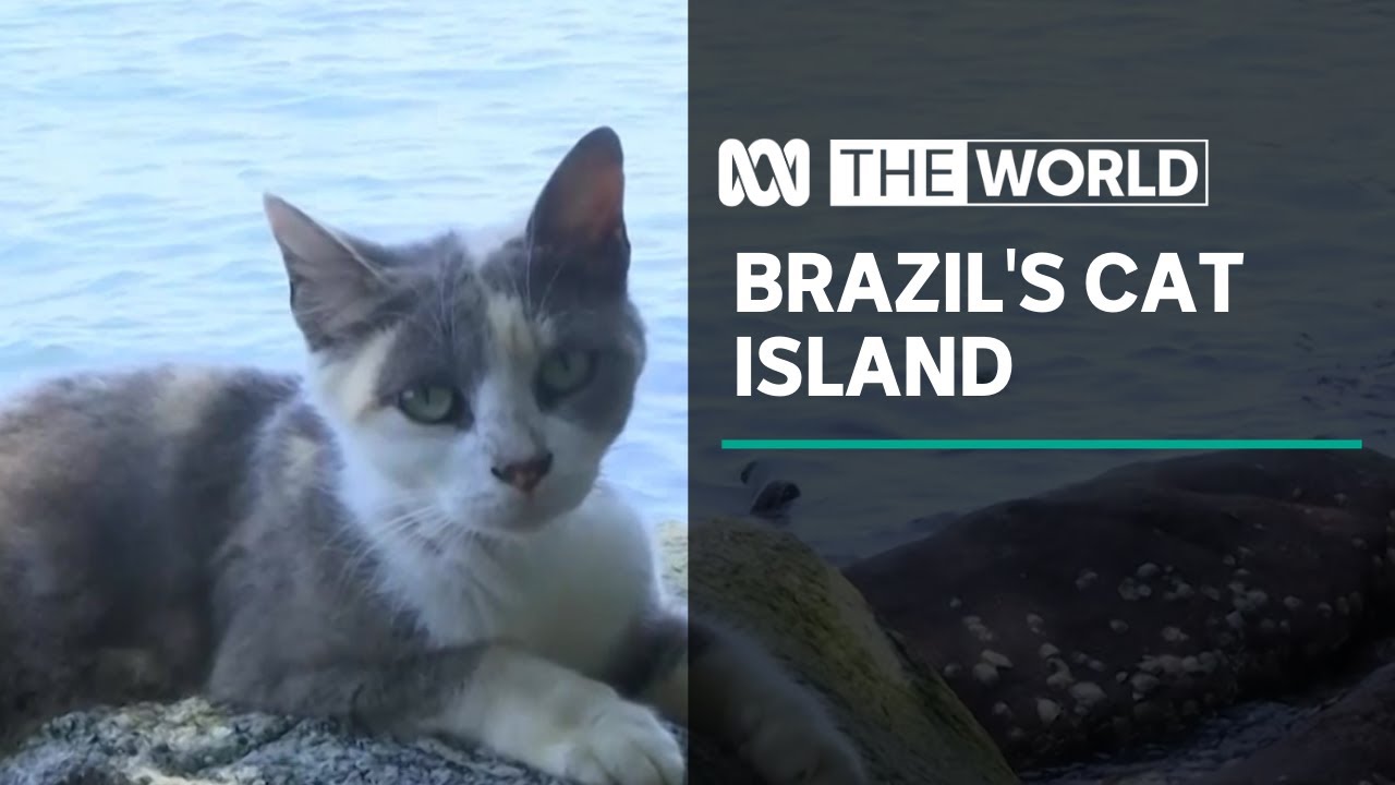 Brazil’s cat island inhabitants turn on each other | The World - The ...