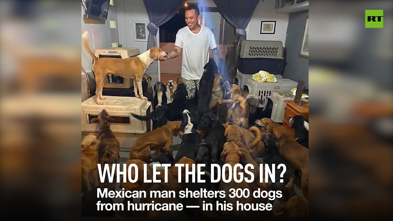Small house, big heart | Mexican man shelters 300 dogs from Hurricane ...