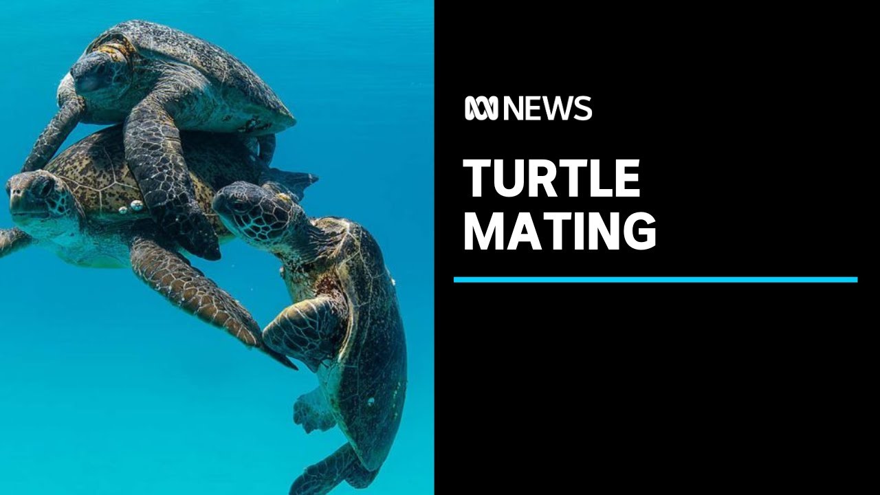 'Crazy' sea turtle mating marathon underway on Great Barrier Reef | ABC ...