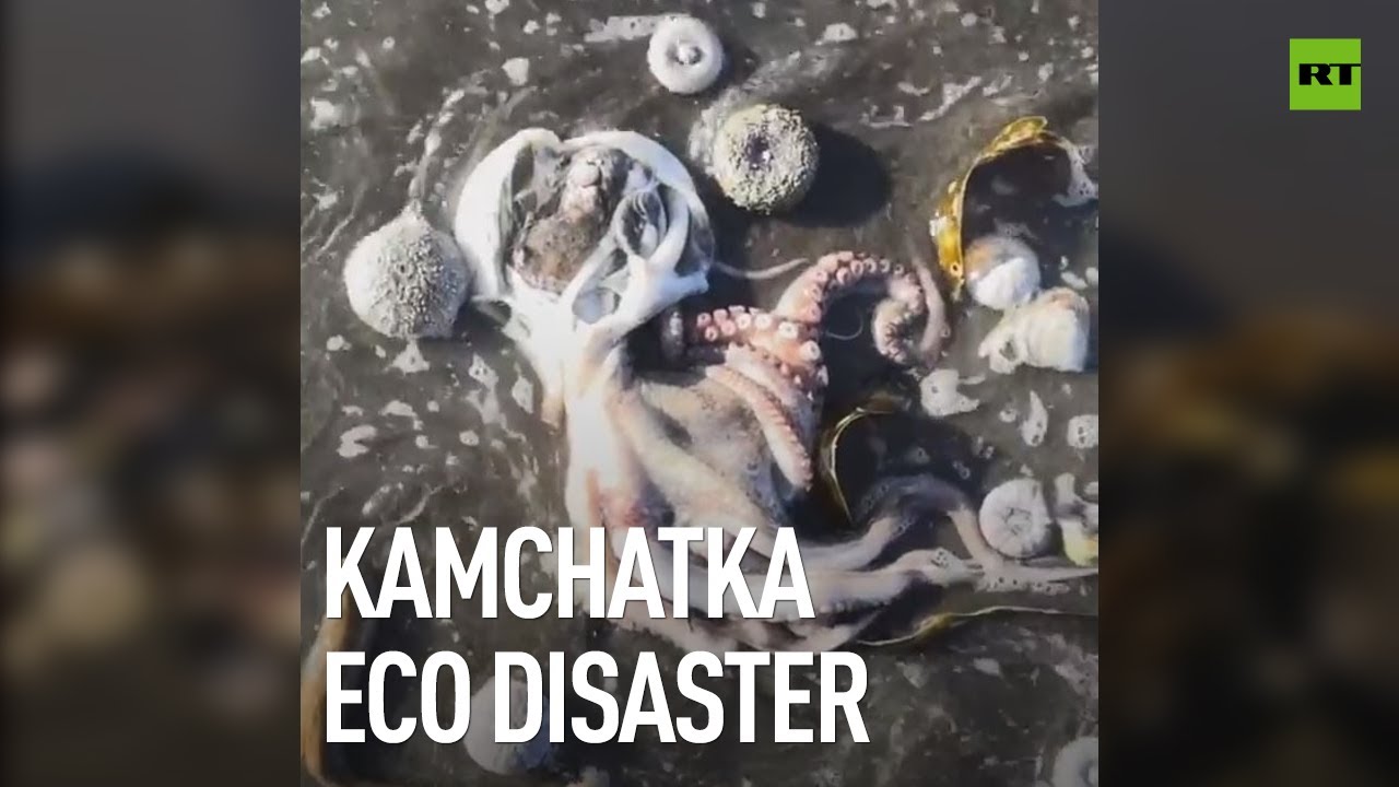 Eco disaster | Mass death of sea animals, toxic smell & yellow waters ...