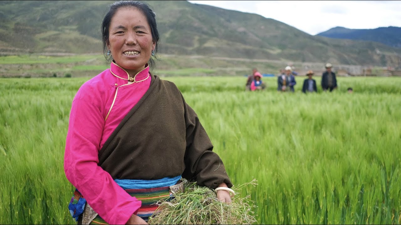 China's Tibet declares major victory in agriculture development - The ...