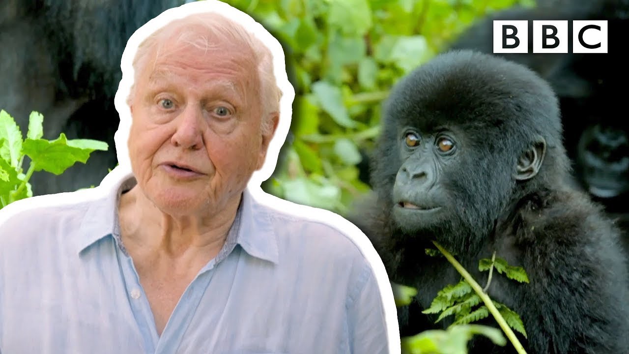 How one community came together to save the gorilla | Extinction: The ...